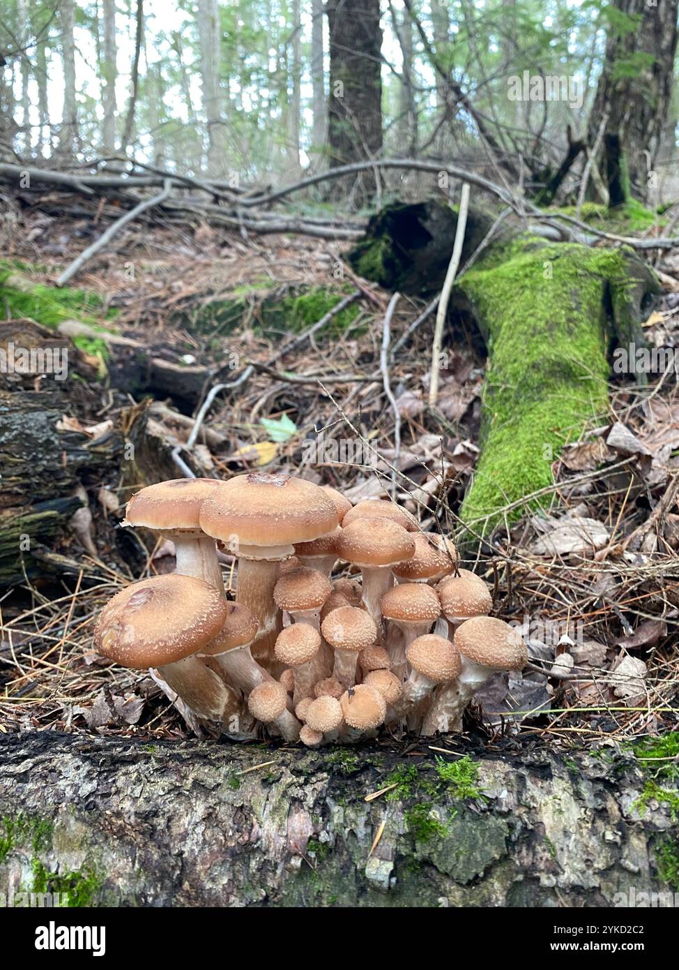 honey mushrooms (Armillaria Stock Photo - Alamy
