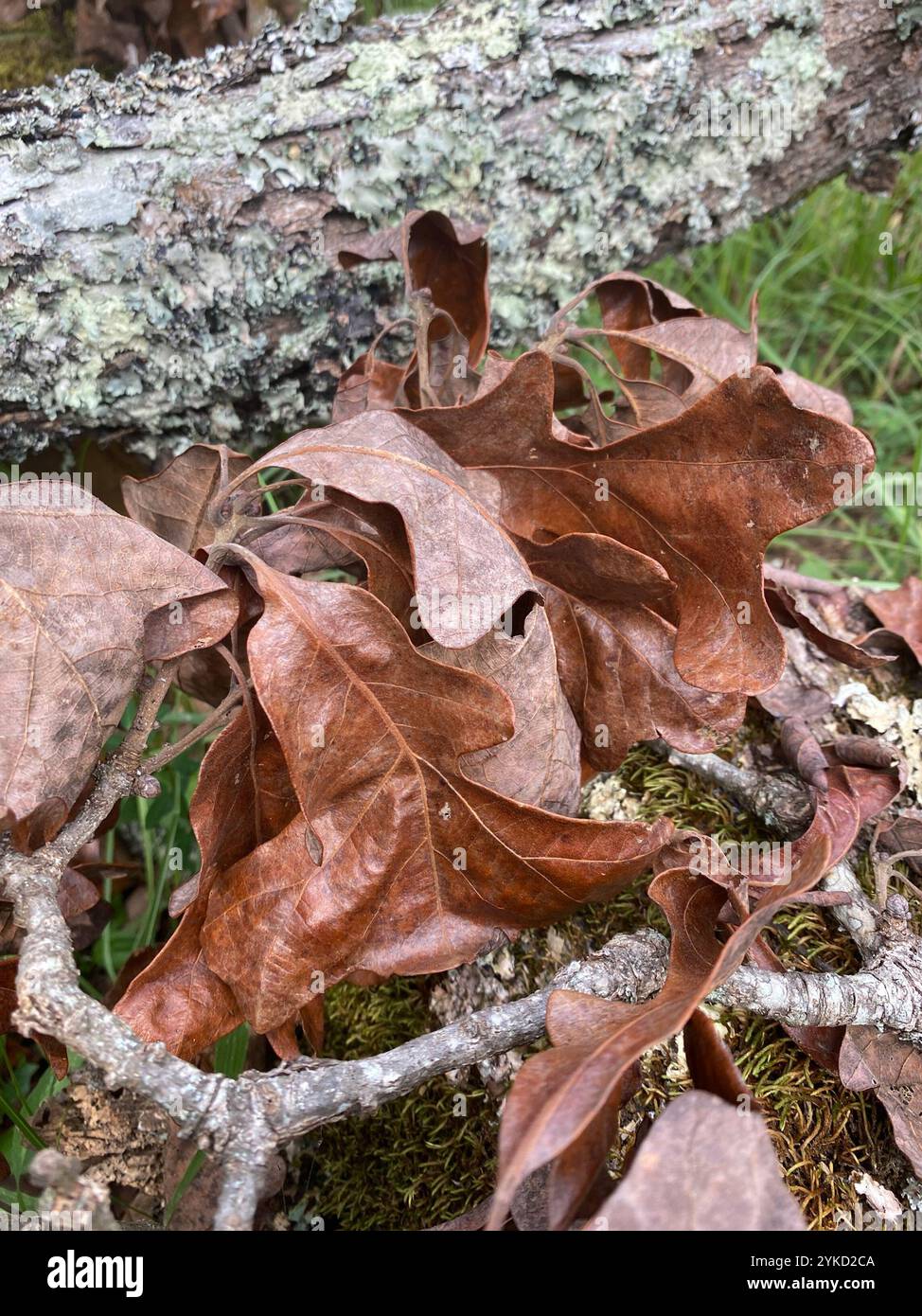 post oak (Quercus stellata Stock Photo - Alamy
