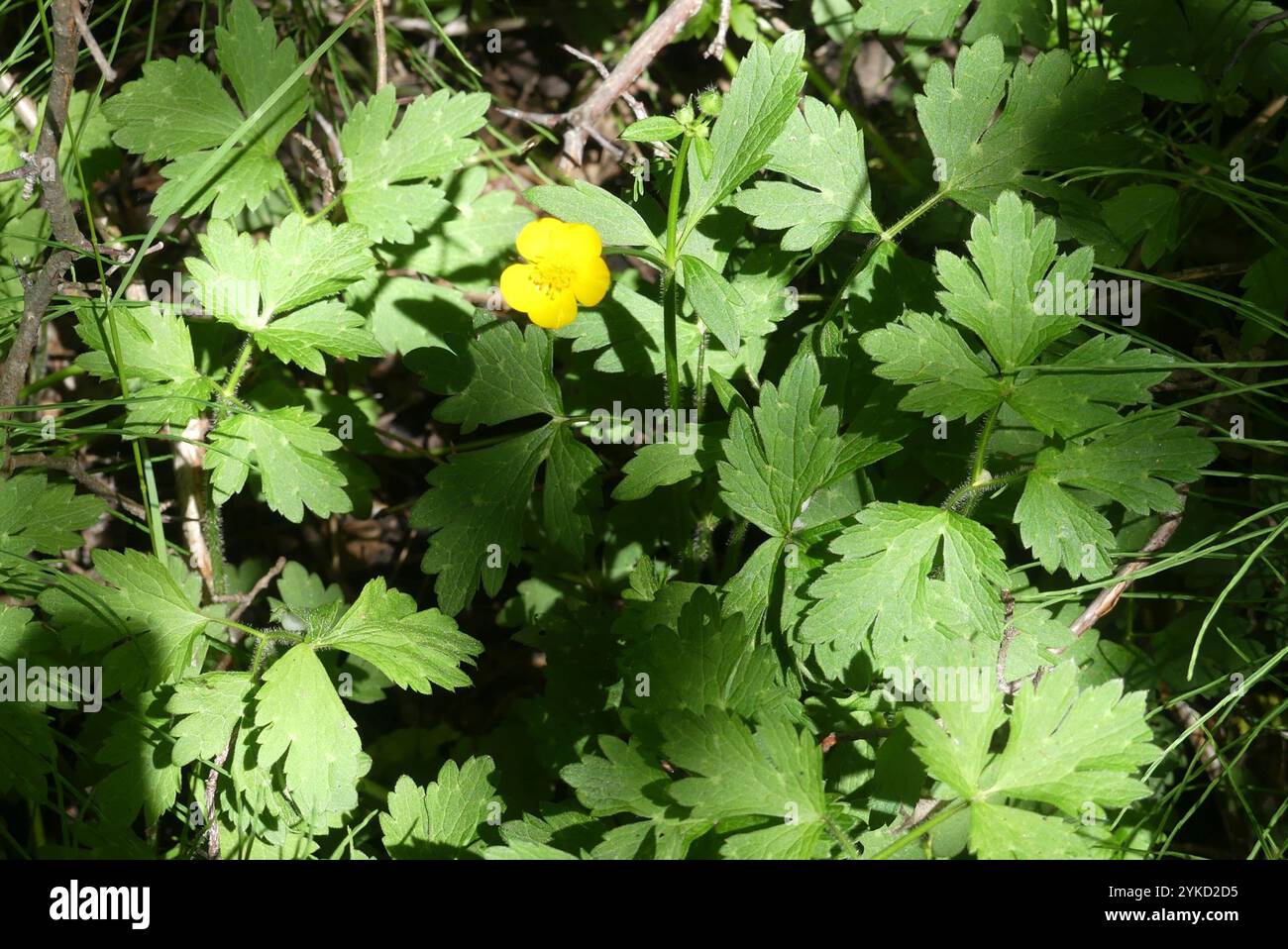Creeping buttercup (Ranunculus repens Stock Photo - Alamy