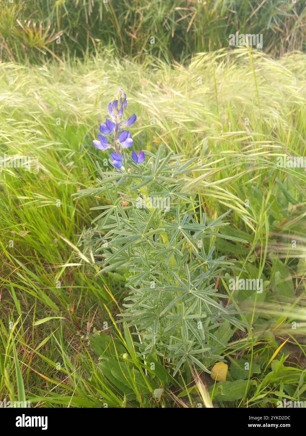 Narrow-leaved Lupine (Lupinus angustifolius Stock Photo - Alamy