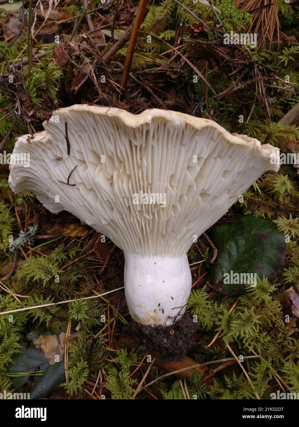 milk-white brittlegill (Russula delica Stock Photo - Alamy