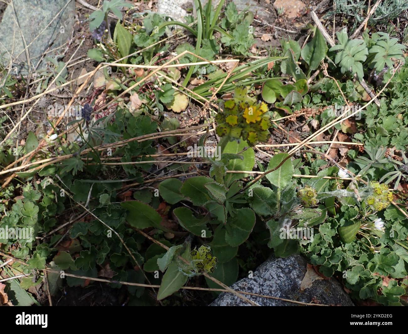 Tall western groundsel (Senecio integerrimus Stock Photo - Alamy