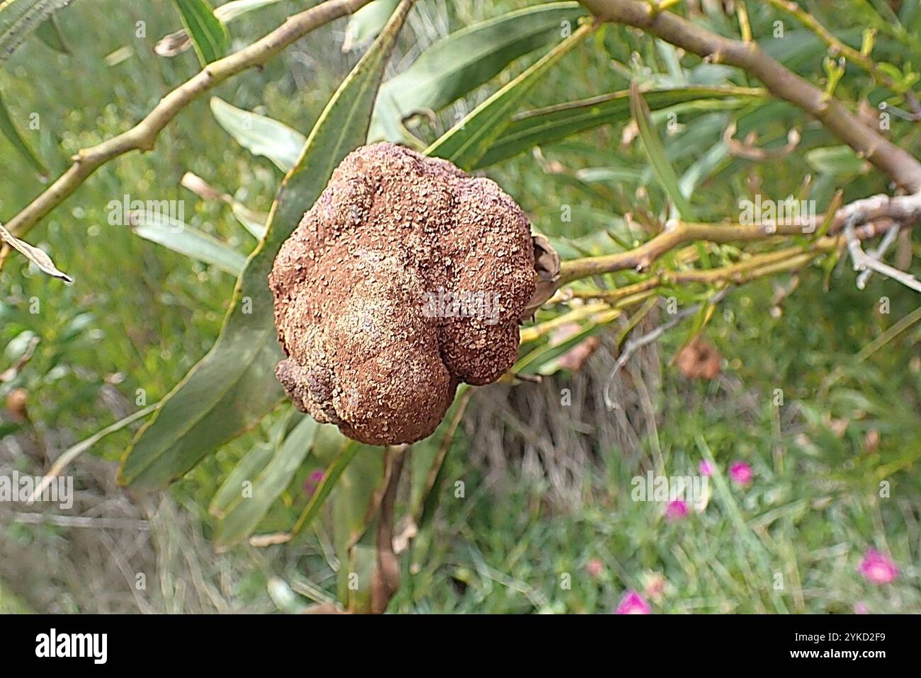 Port Jackson Gall Rust (Uromycladium morrisii Stock Photo - Alamy