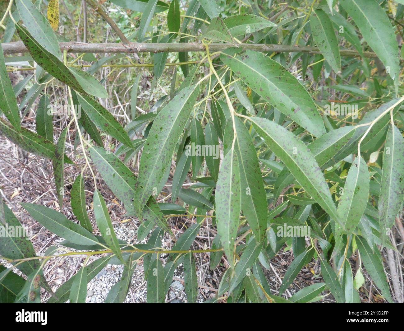 hybrid crack willow (Salix × fragilis Stock Photo - Alamy