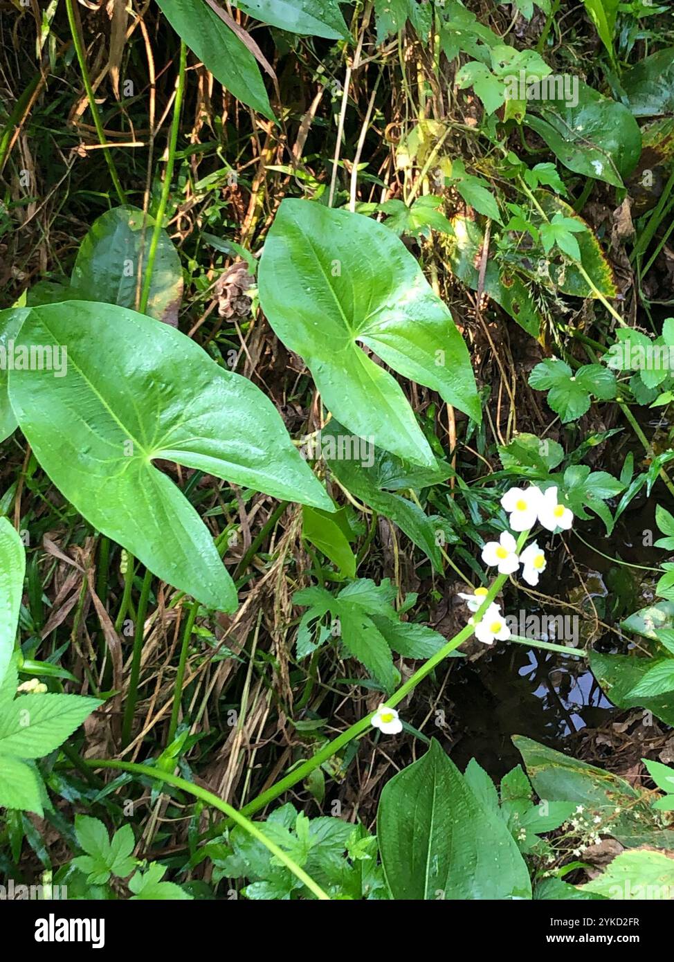 broadleaf arrowhead (Sagittaria latifolia Stock Photo - Alamy