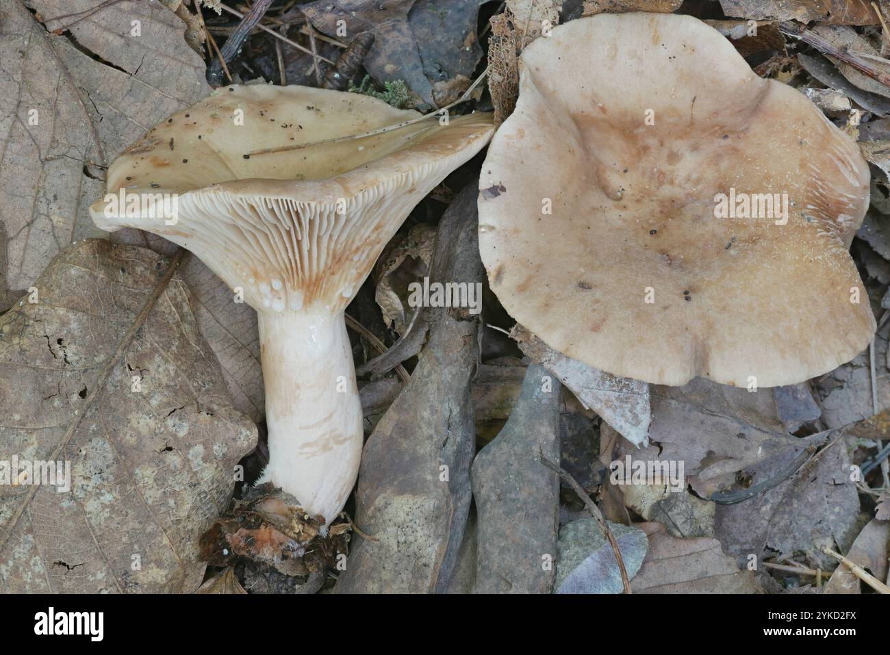 Common Milkcaps (Lactarius Stock Photo - Alamy