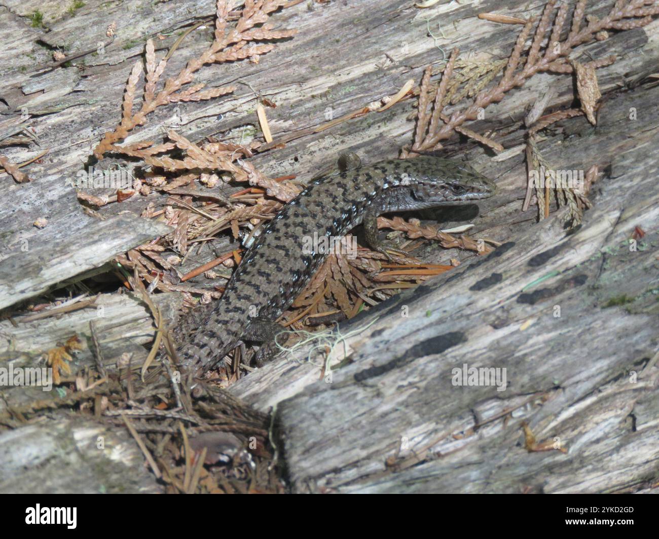 Northern Alligator Lizard (Elgaria coerulea Stock Photo - Alamy