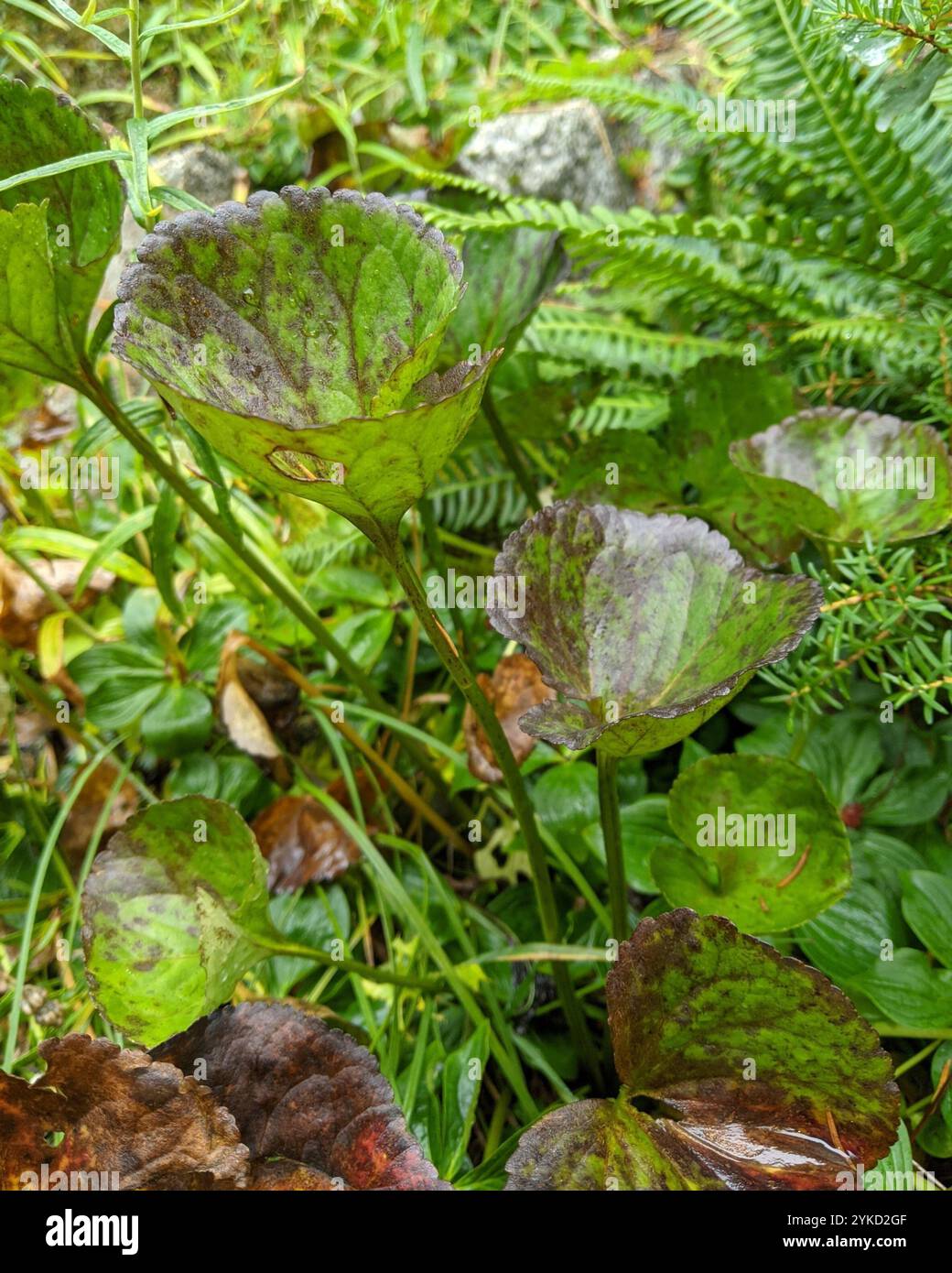Deer-cabbage (Nephrophyllidium crista-galli Stock Photo - Alamy
