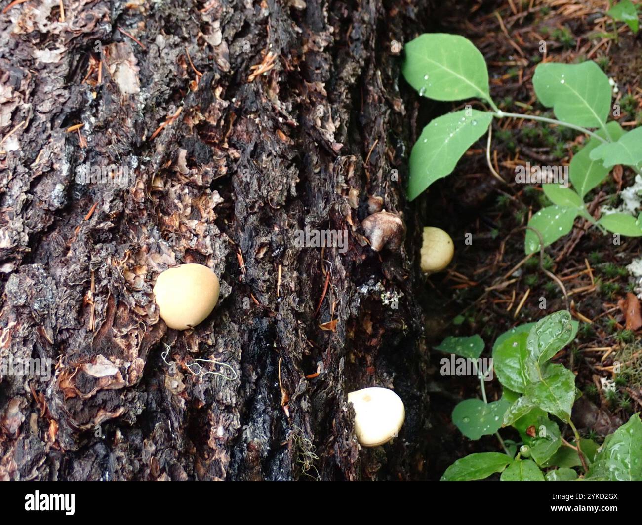 Cryptoporus hi-res stock photography and images - Alamy