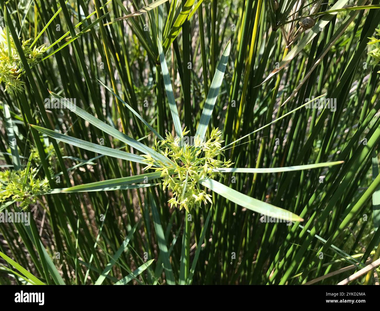 Mat Sedge (Cyperus textilis Stock Photo - Alamy