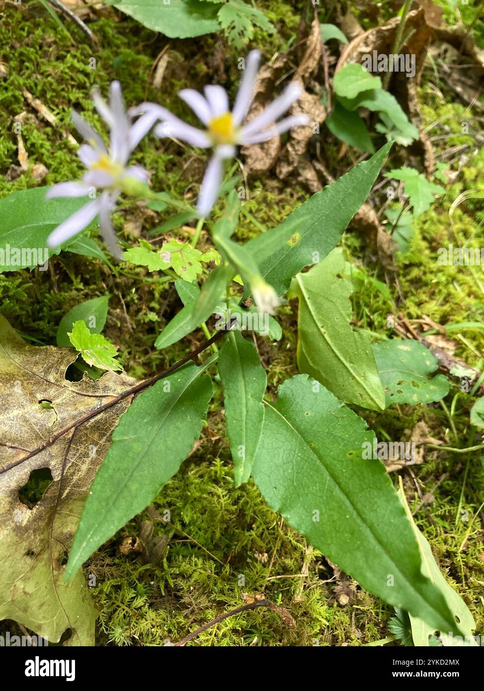 Short's aster (Symphyotrichum shortii Stock Photo - Alamy
