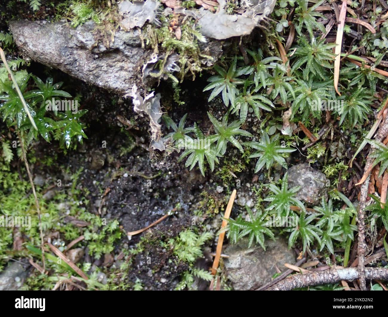 Smoothcap Mosses (Atrichum Stock Photo - Alamy