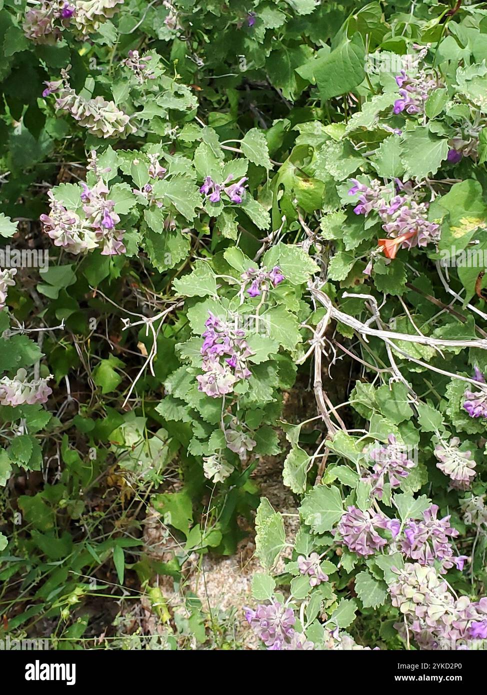 Rock Sage (Salvia pinguifolia Stock Photo - Alamy
