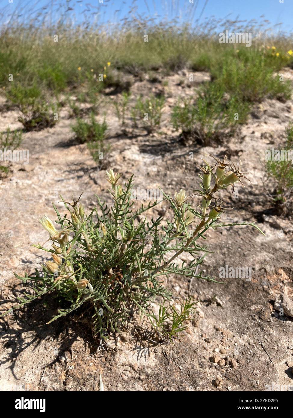 (Mentzelia humilis humilis Stock Photo - Alamy