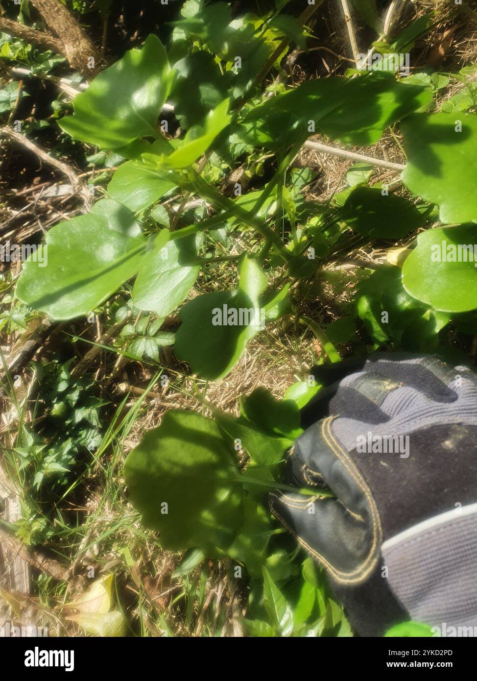 creeping groundsel (Senecio angulatus Stock Photo - Alamy