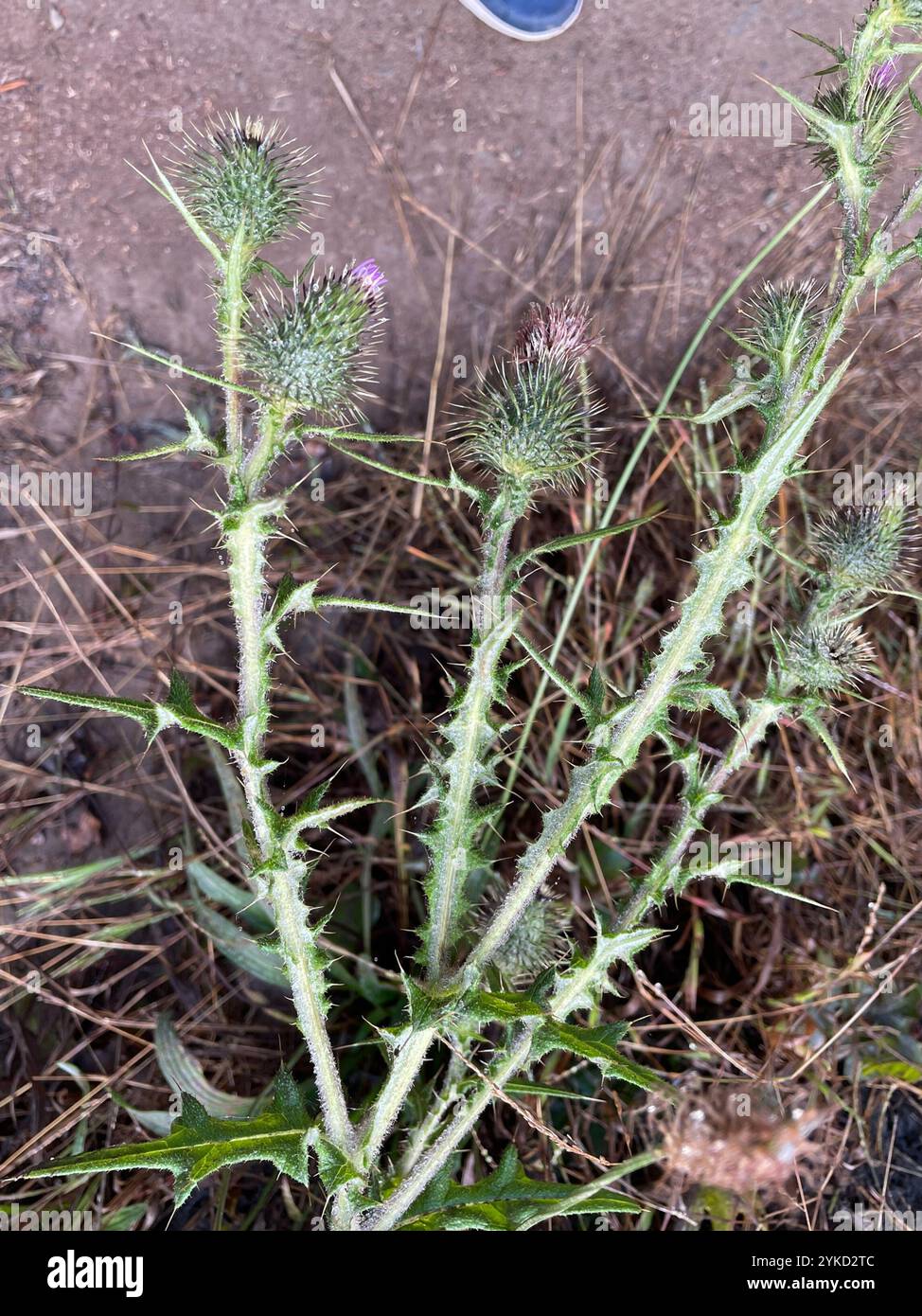 Bull Thistle (Cirsium vulgare Stock Photo - Alamy