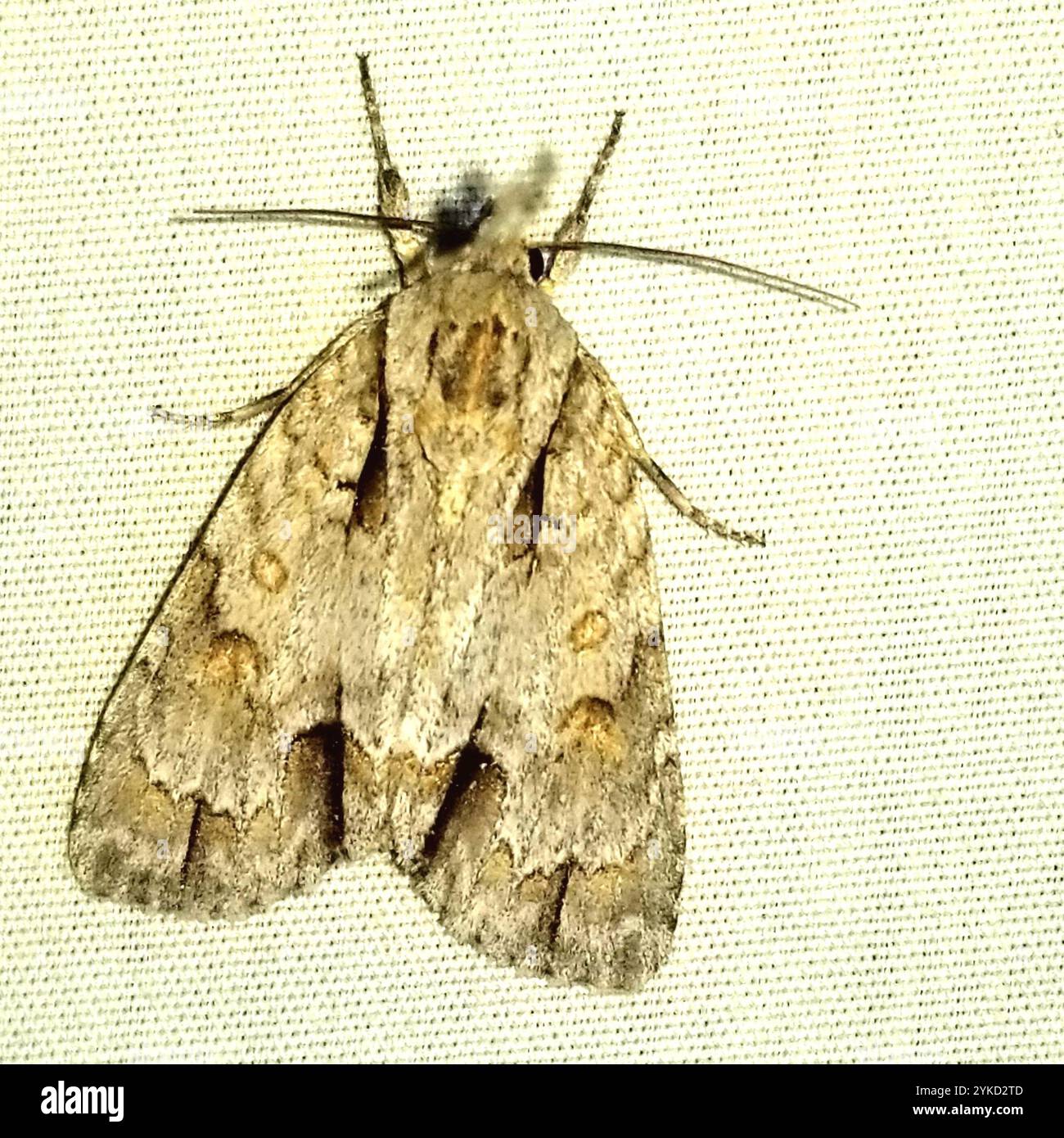 Ochre Dagger (Acronicta morula Stock Photo - Alamy