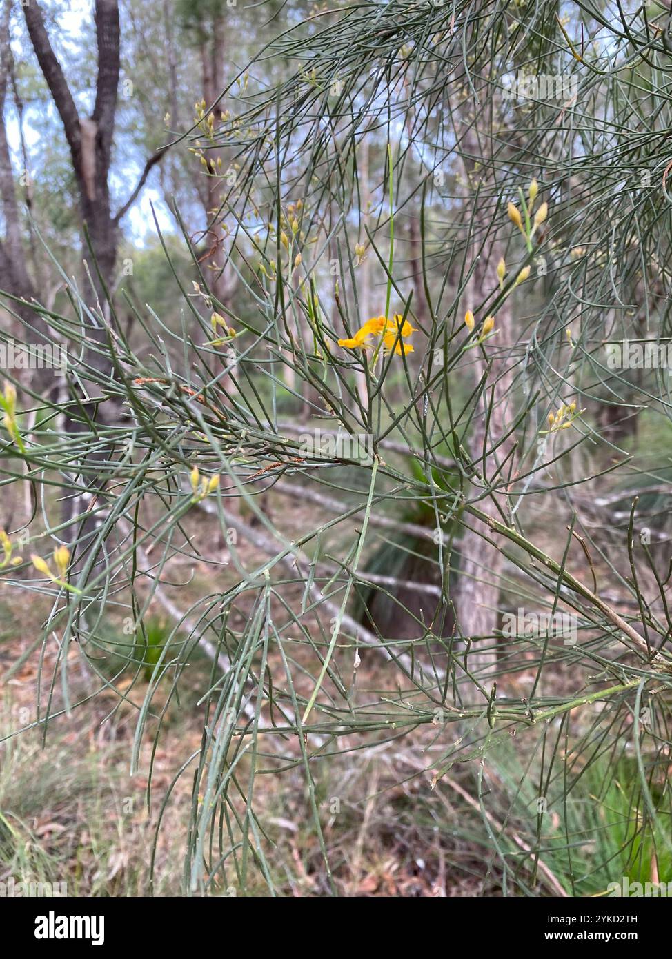 winged broom-pea (Jacksonia scoparia Stock Photo - Alamy