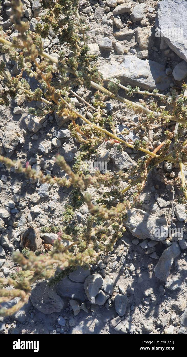 Kochia prostrata hi-res stock photography and images - Alamy