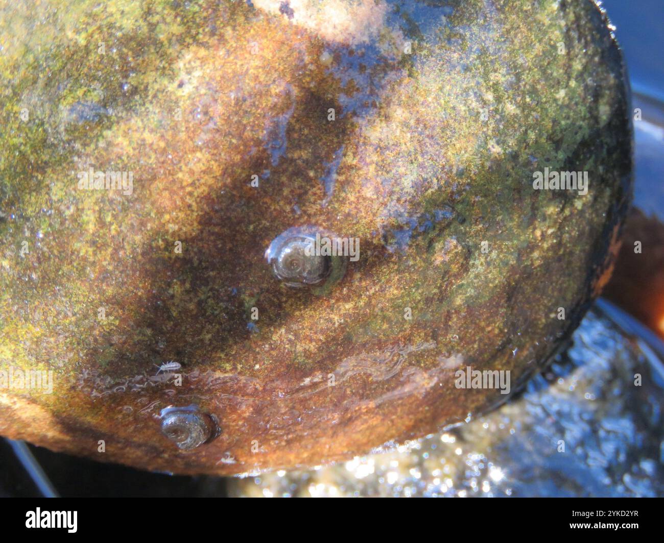 Pond Snails, Bladder Snails, and Allies (Lymnaeoidea Stock Photo - Alamy