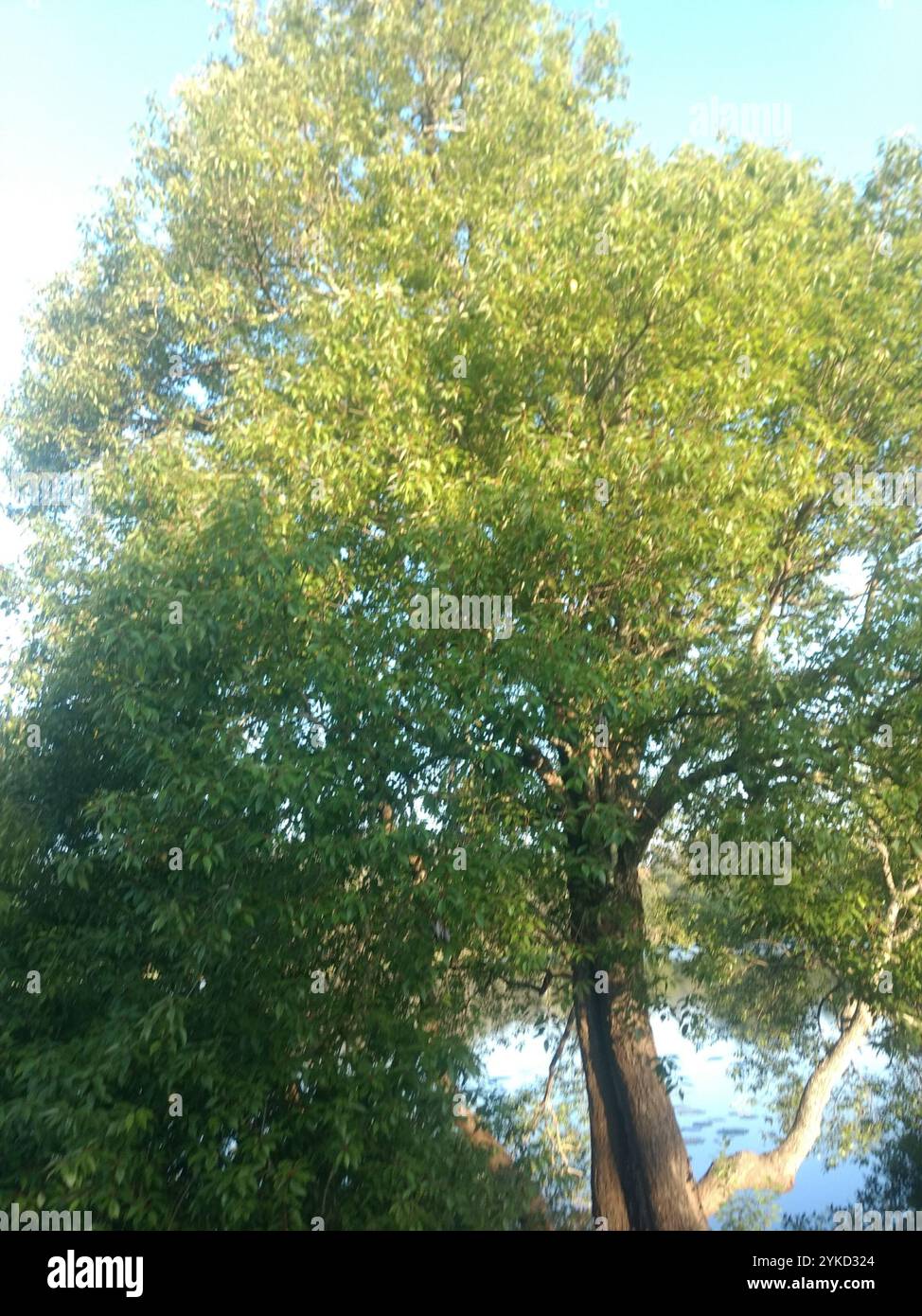 Indian Willow (Salix tetrasperma Stock Photo - Alamy