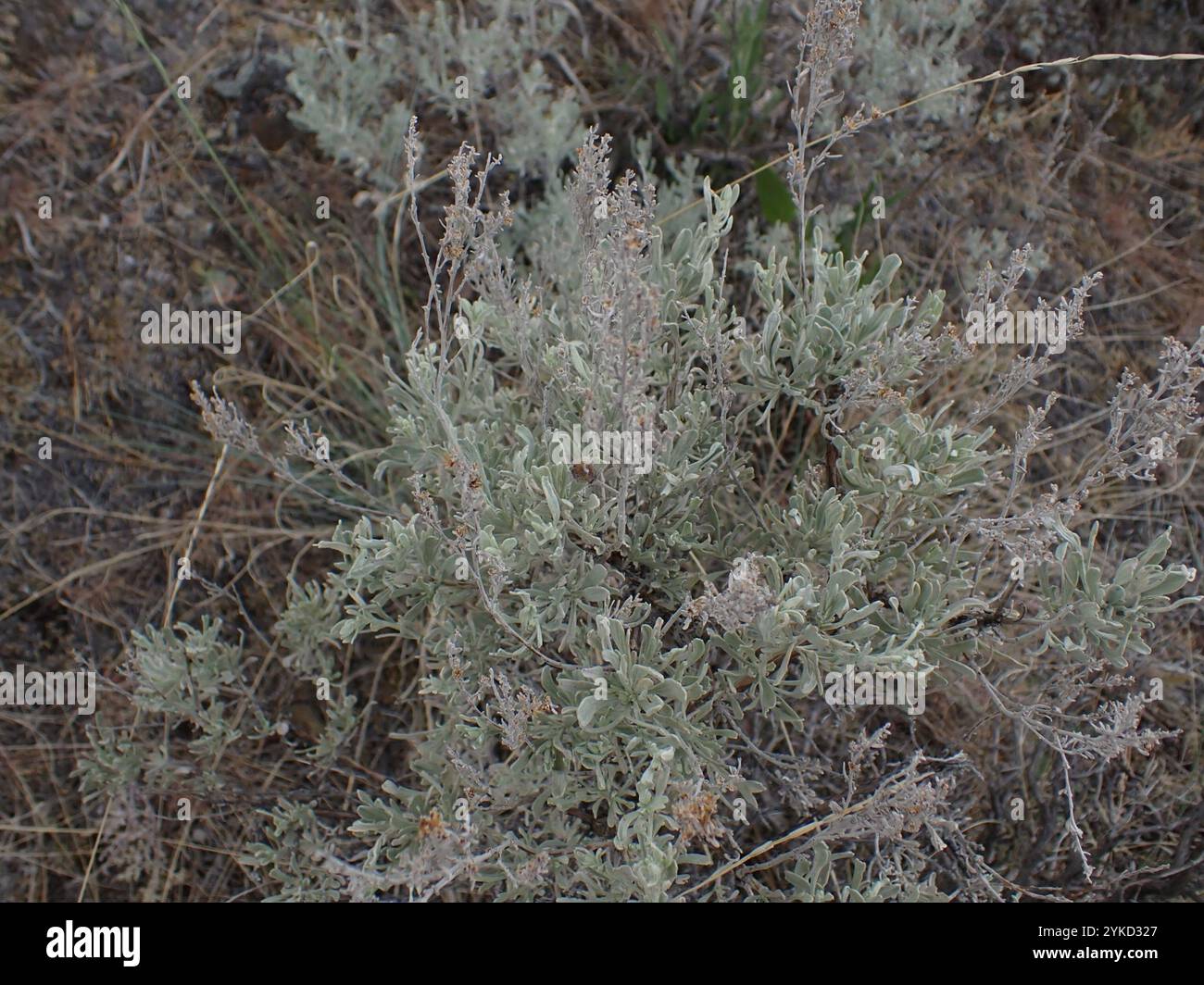 Big Sagebrush (Artemisia tridentata Stock Photo - Alamy
