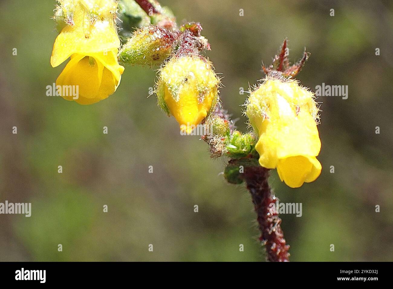 Wedge Dollsrose (Hermannia cuneifolia Stock Photo - Alamy
