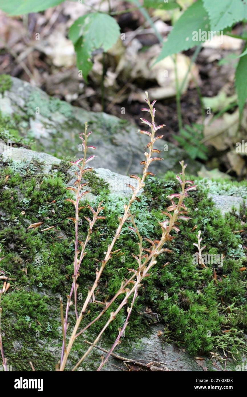 Beechdrops (Epifagus virginiana Stock Photo - Alamy