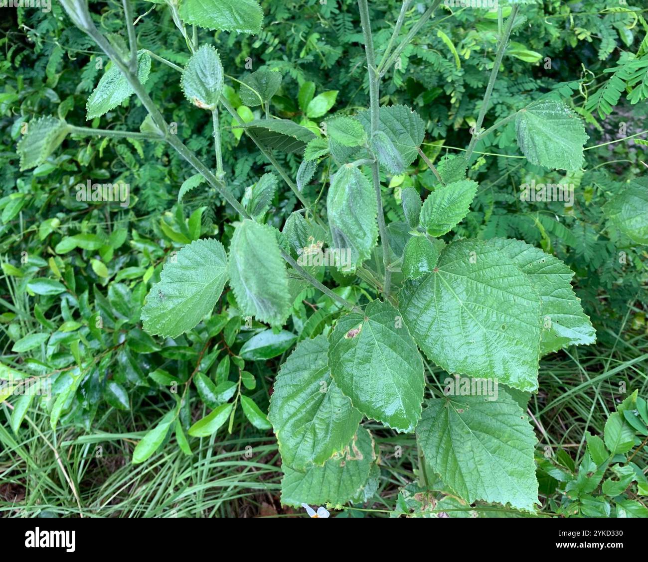 flannel weed (Sida cordifolia Stock Photo - Alamy