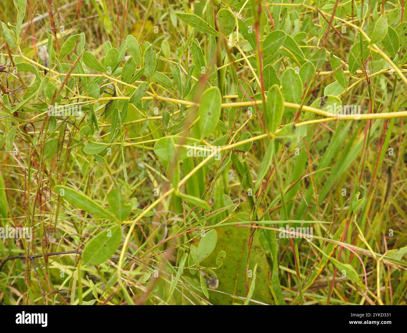 thin-pod white wild indigo (Baptisia alba macrophylla Stock Photo - Alamy