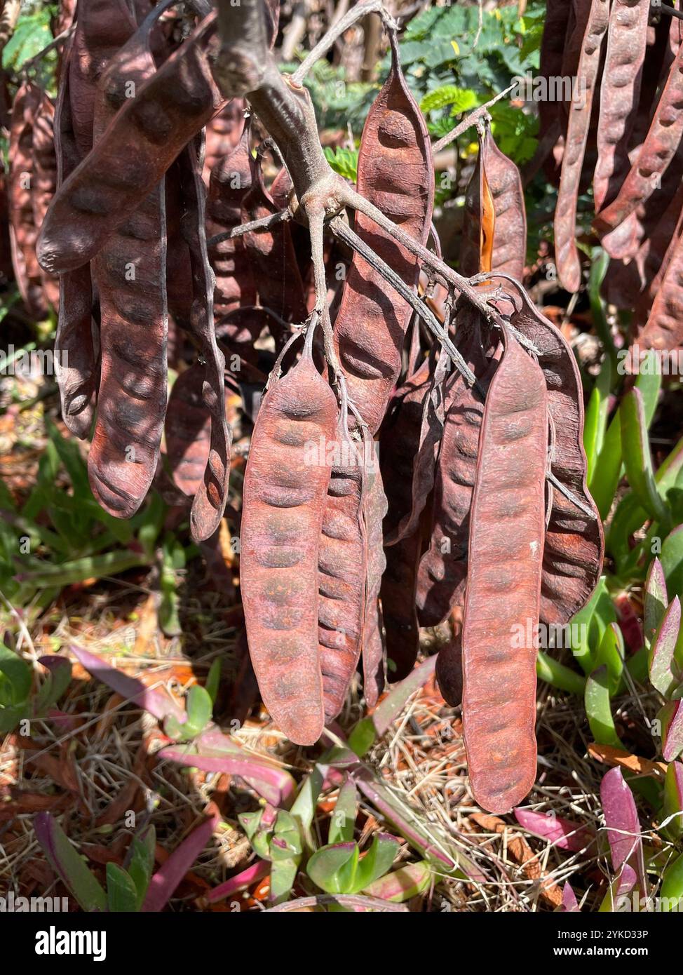 Plume Albizia (Paraserianthes lophantha Stock Photo - Alamy