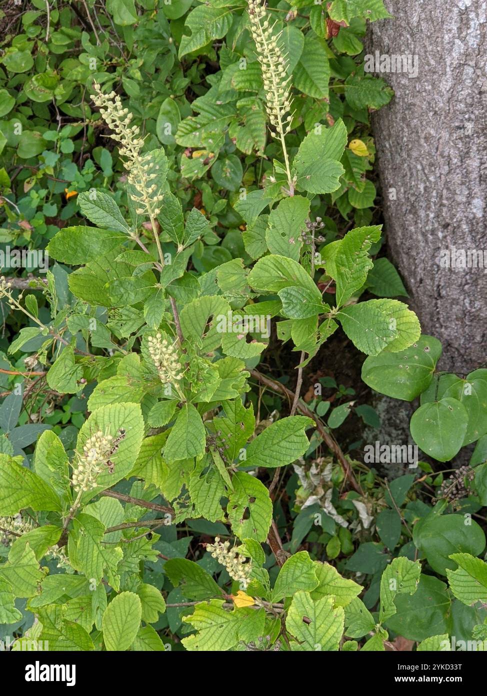 Sweet Pepperbush (Clethra alnifolia Stock Photo - Alamy