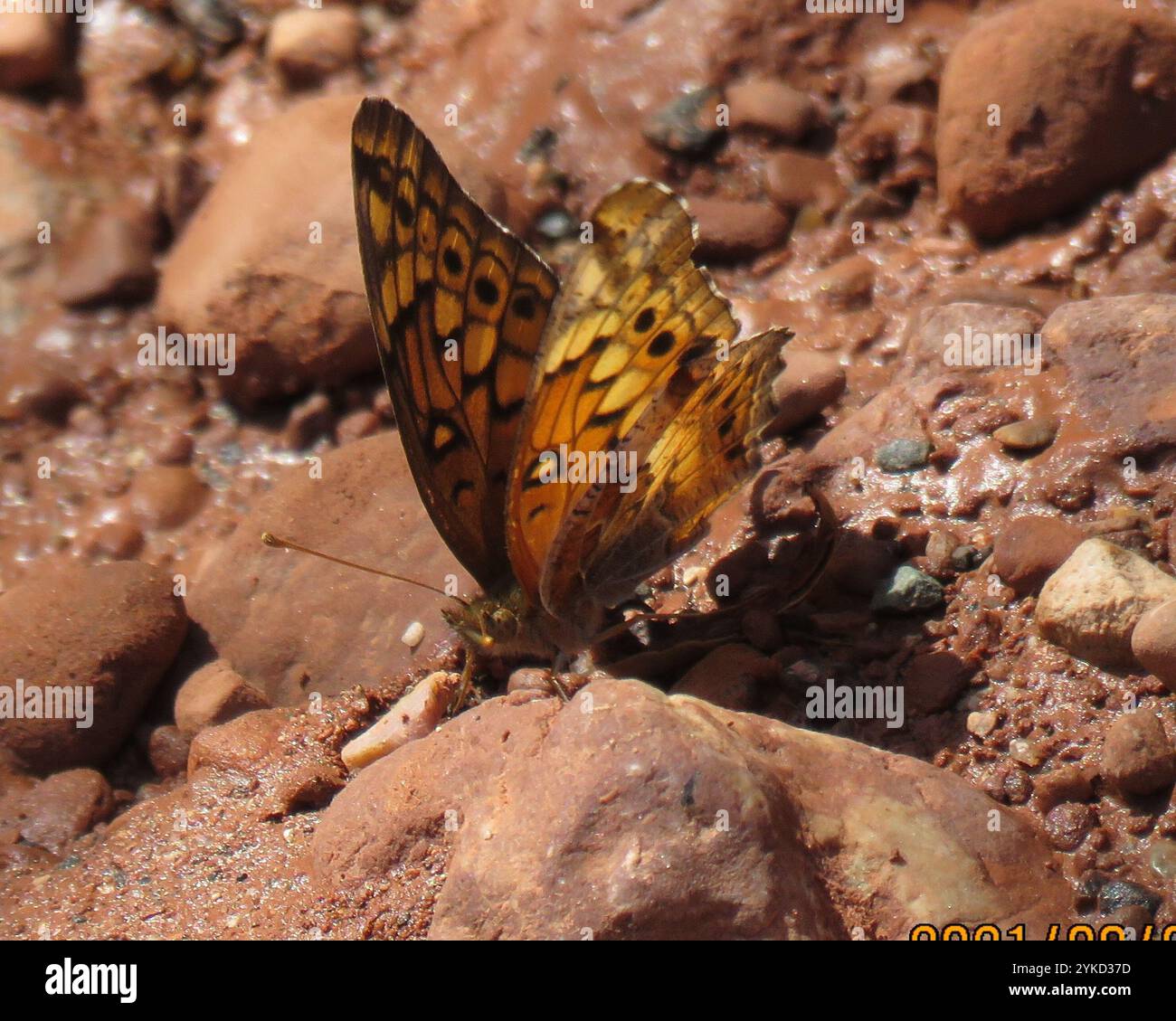 Variegated Fritillary (Euptoieta claudia Stock Photo - Alamy