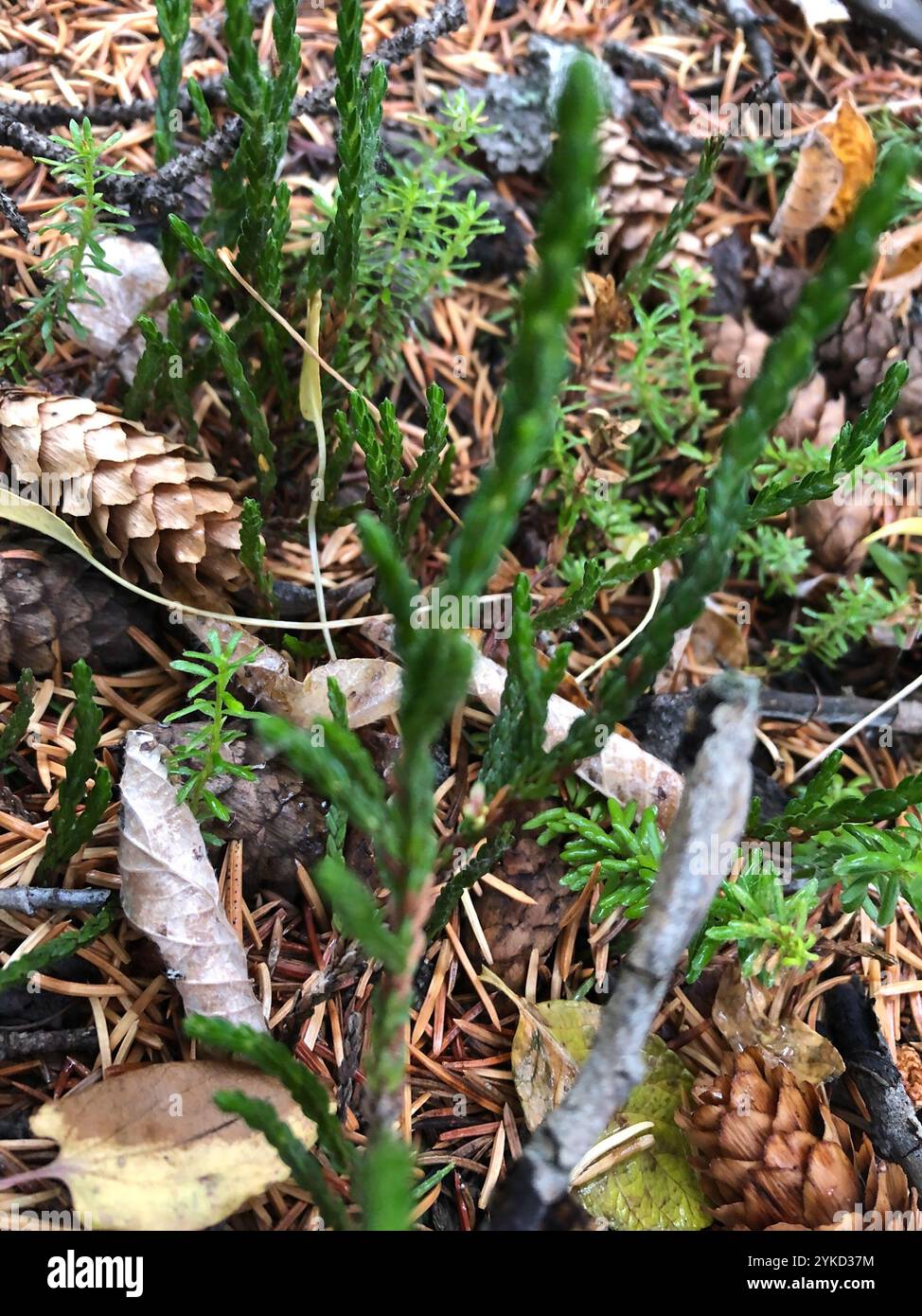 Arctic bell-heather (Cassiope tetragona Stock Photo - Alamy