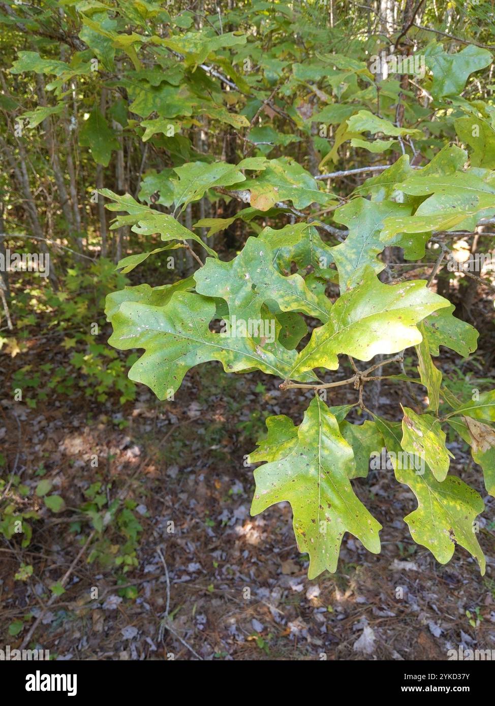 post oak (Quercus stellata Stock Photo - Alamy