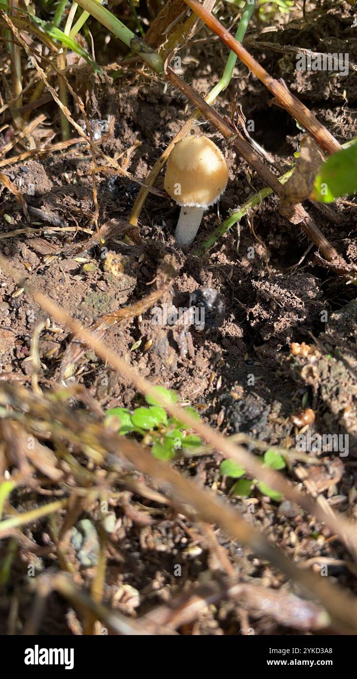 Pale Brittlestem (Candolleomyces candolleanus Stock Photo - Alamy