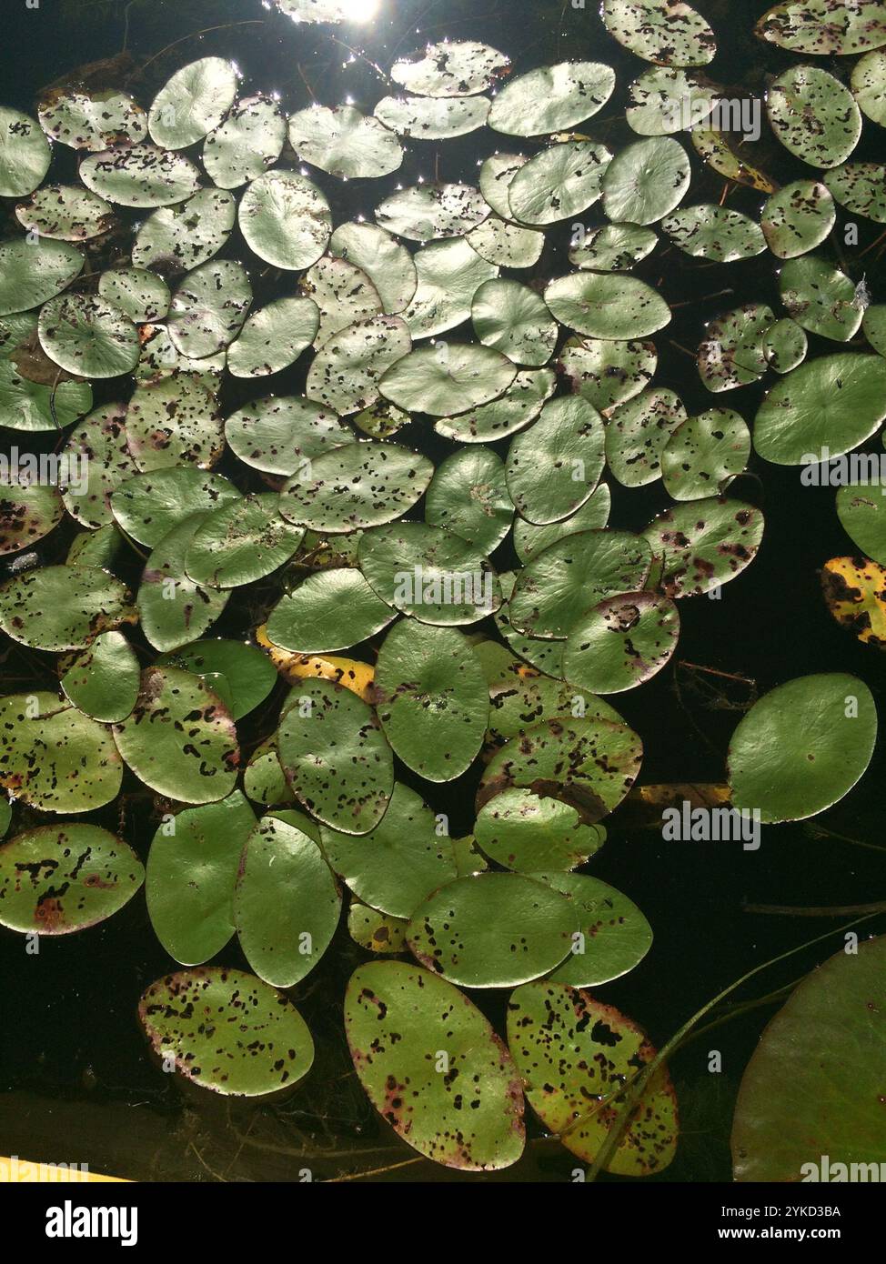 Watershield (Brasenia schreberi Stock Photo - Alamy