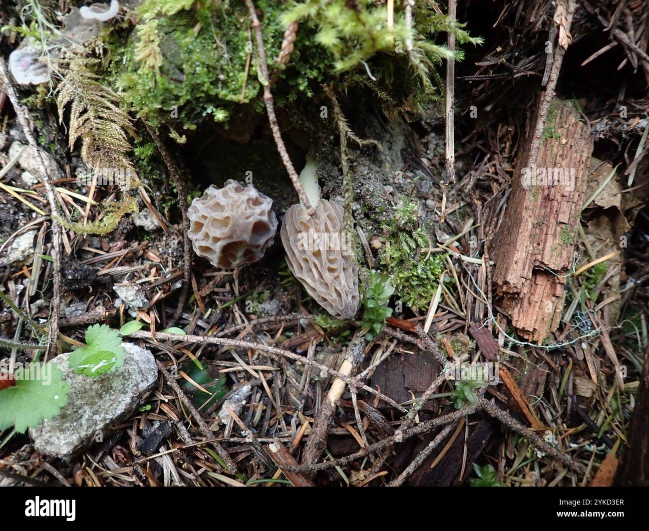 true morels (Morchella Stock Photo - Alamy