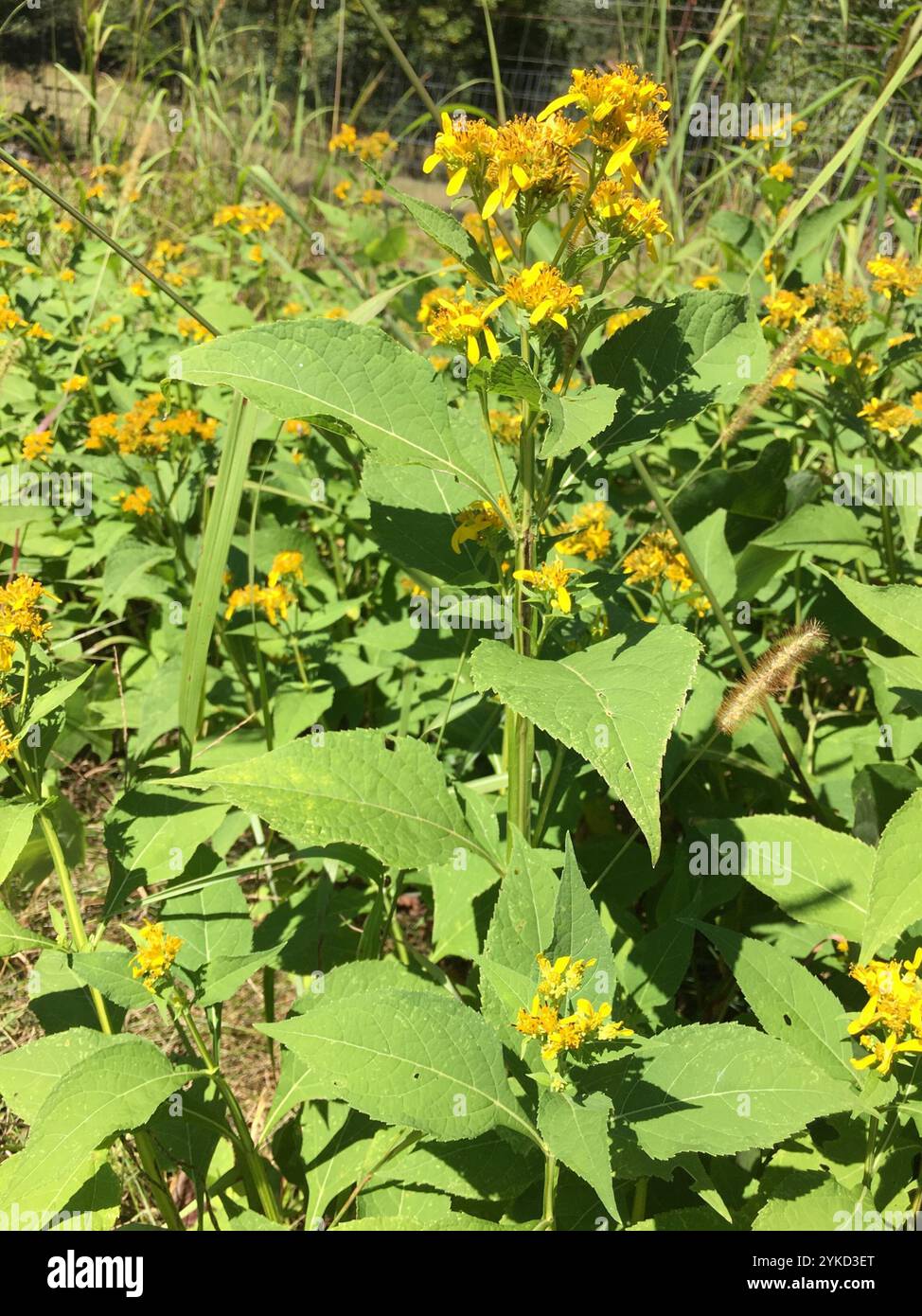 Yellow Crownbeard (Verbesina occidentalis Stock Photo - Alamy