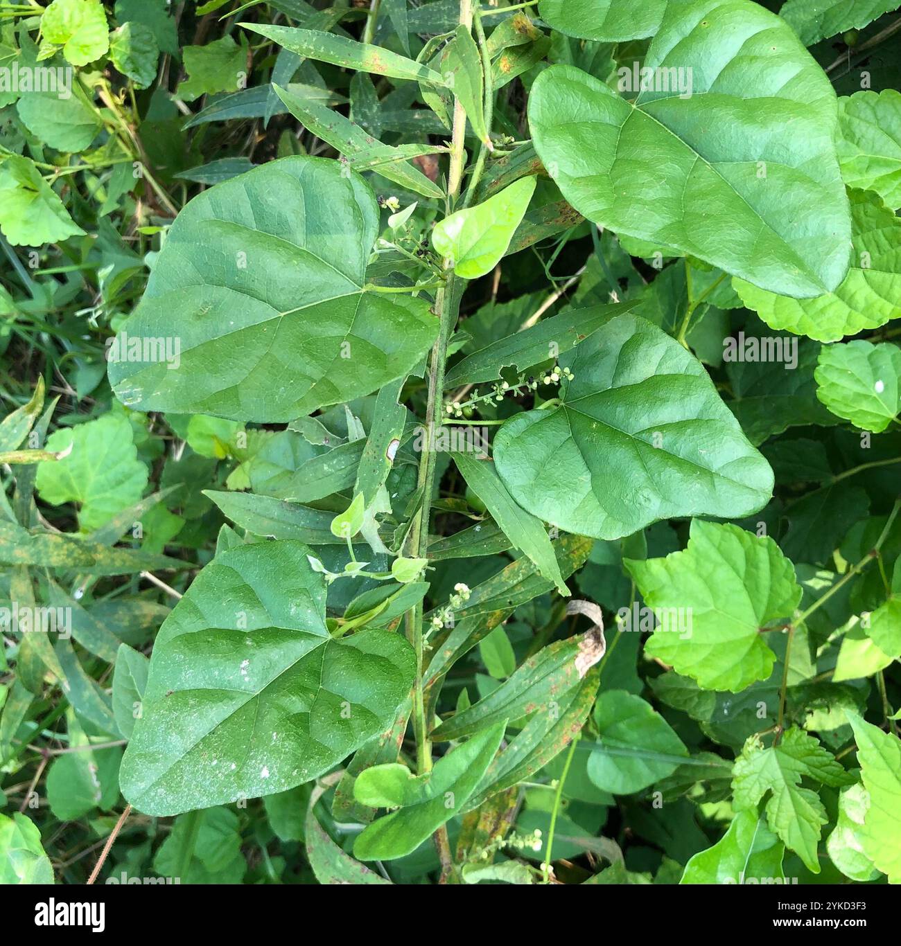 Carolina snailseed (Nephroia carolina Stock Photo - Alamy