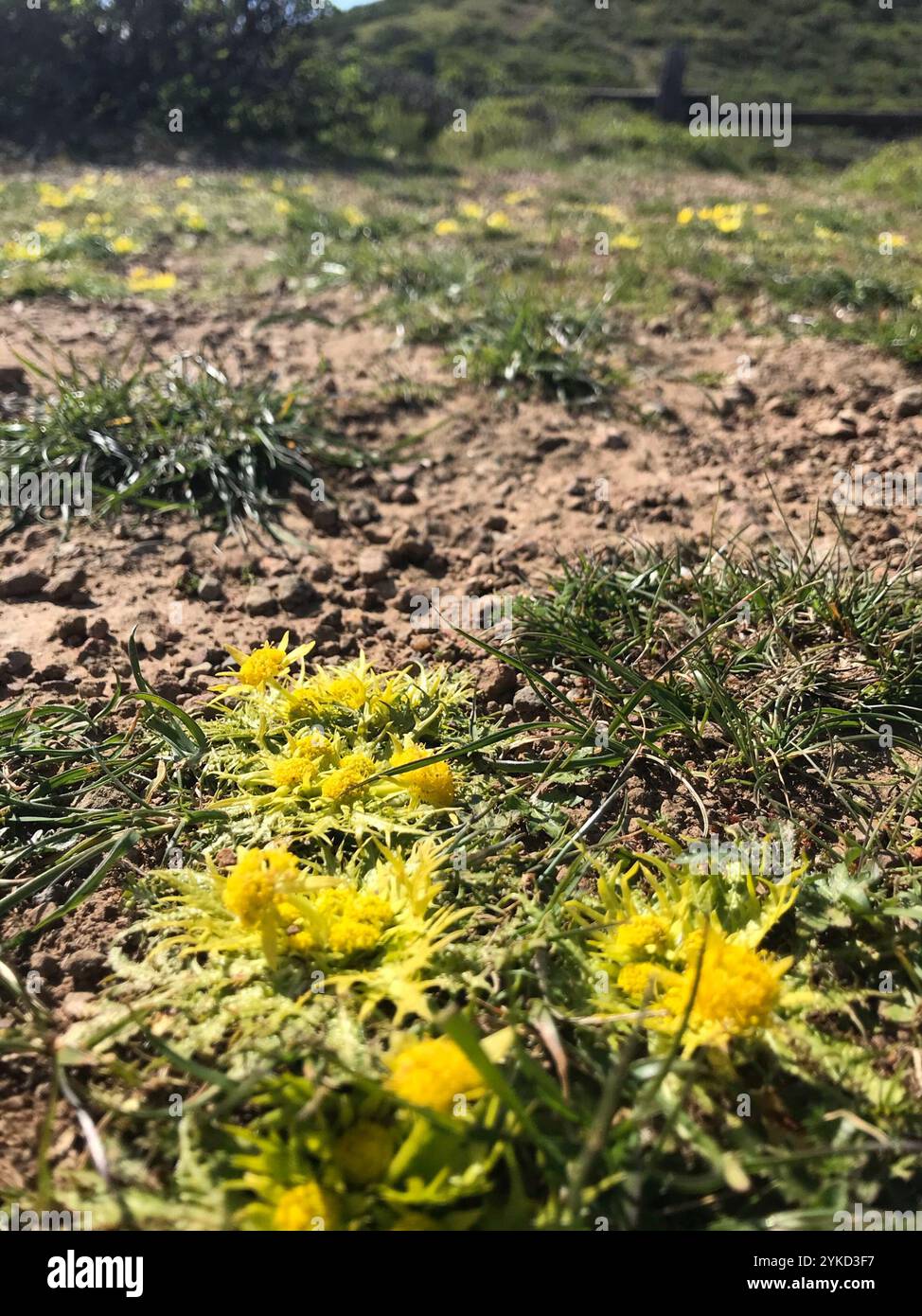 Sanicula arctopoides hi-res stock photography and images - Alamy