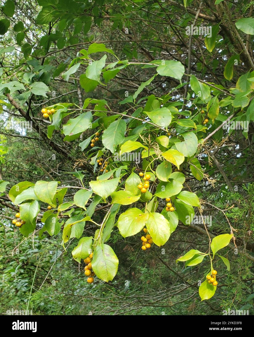 American bittersweet (Celastrus scandens Stock Photo - Alamy