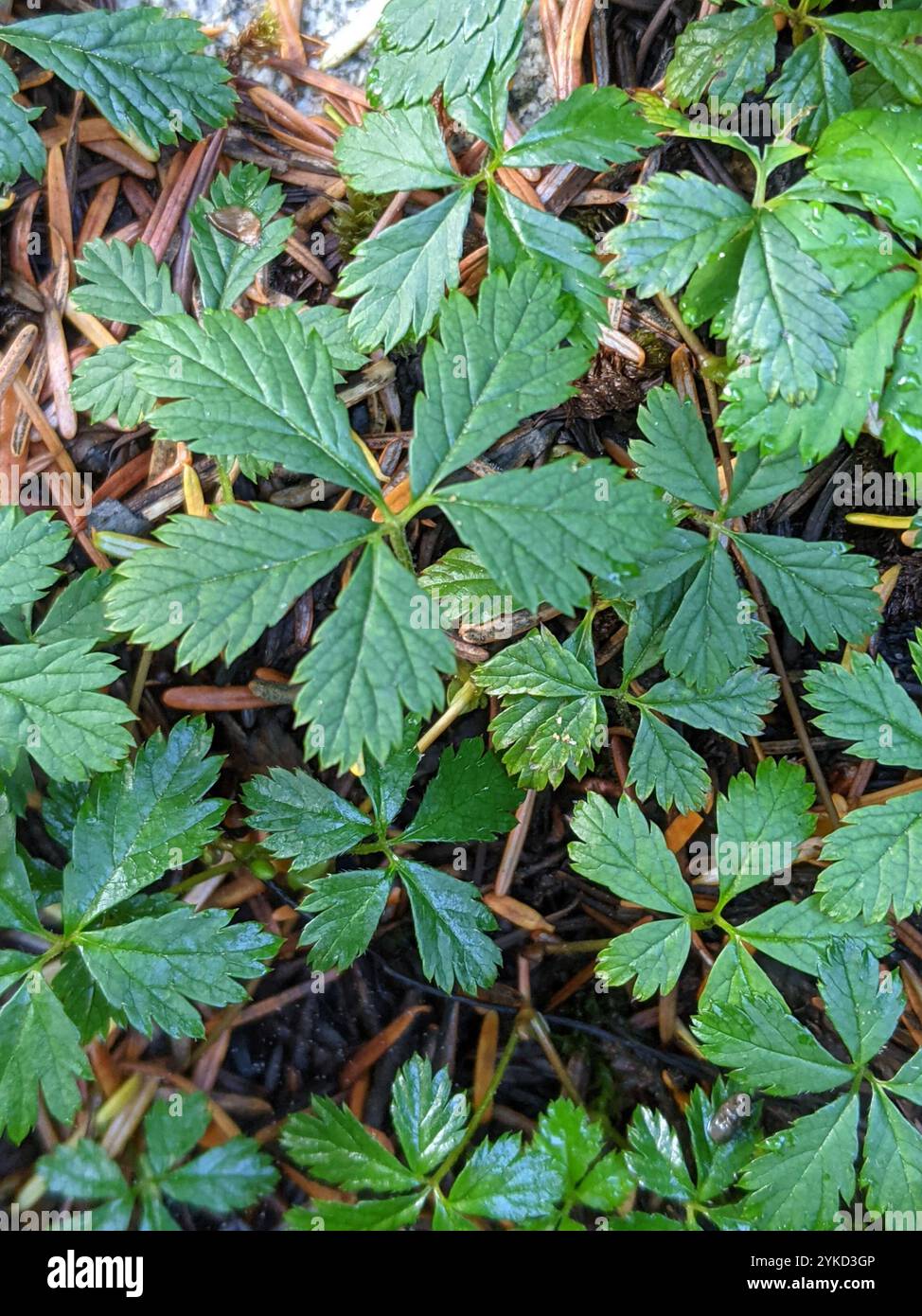 Five-leaf Dwarf Bramble (Rubus pedatus Stock Photo - Alamy