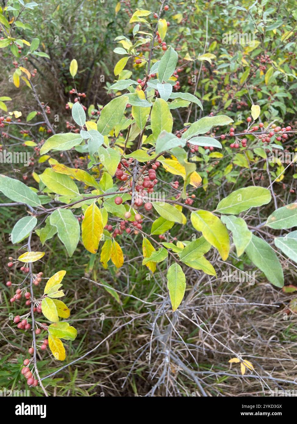 autumn olive (Elaeagnus umbellata Stock Photo - Alamy