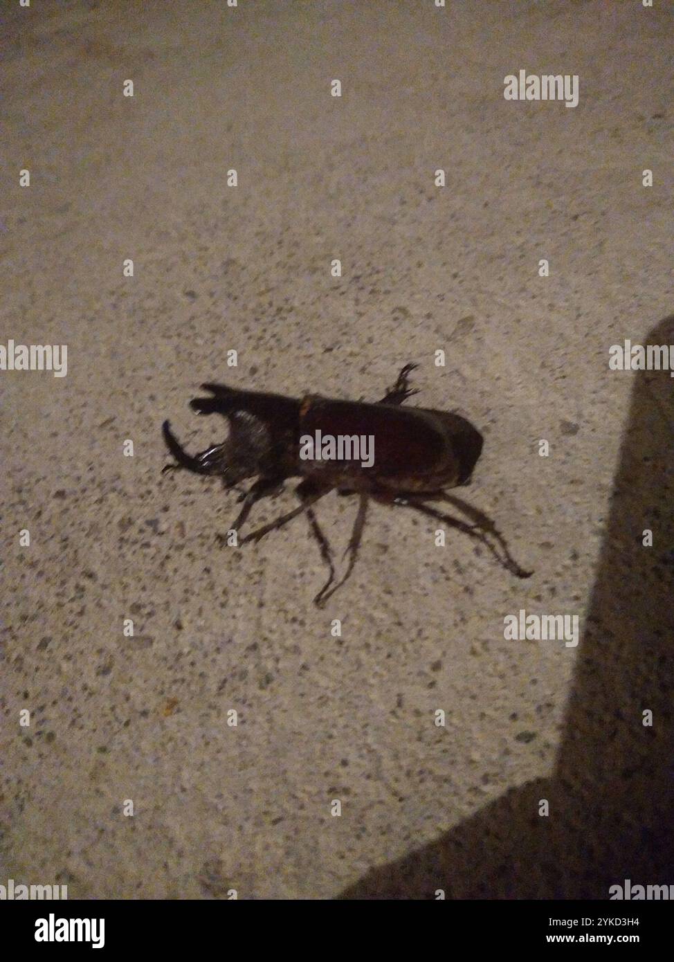 Coelosis hi-res stock photography and images - Alamy