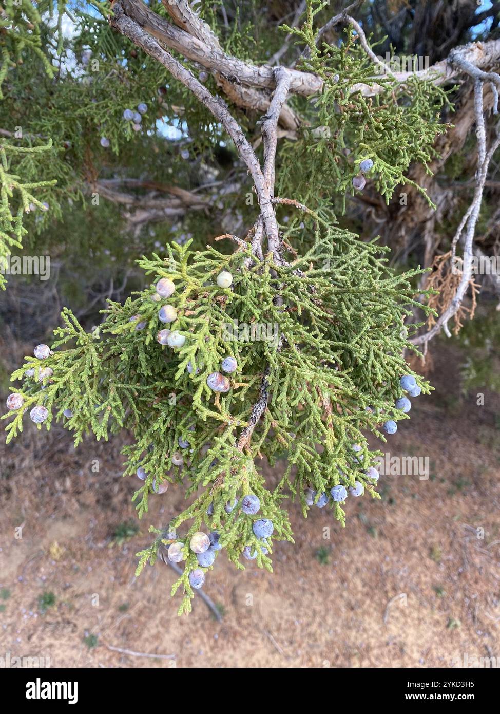 Utah Juniper (Juniperus osteosperma Stock Photo - Alamy
