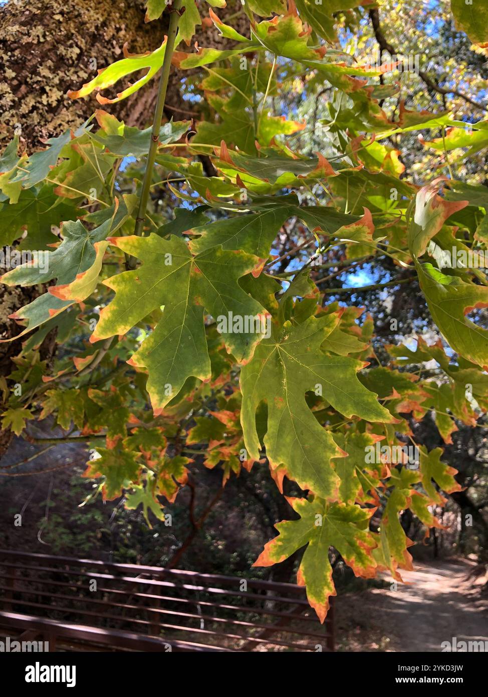 bigleaf maple (Acer macrophyllum Stock Photo - Alamy