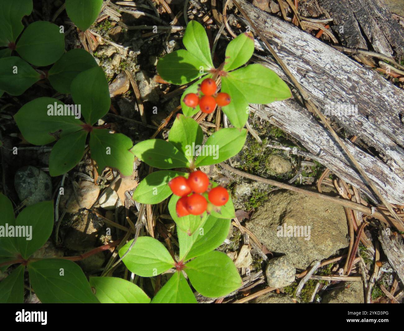 Canadian bunchberry (Cornus canadensis Stock Photo - Alamy