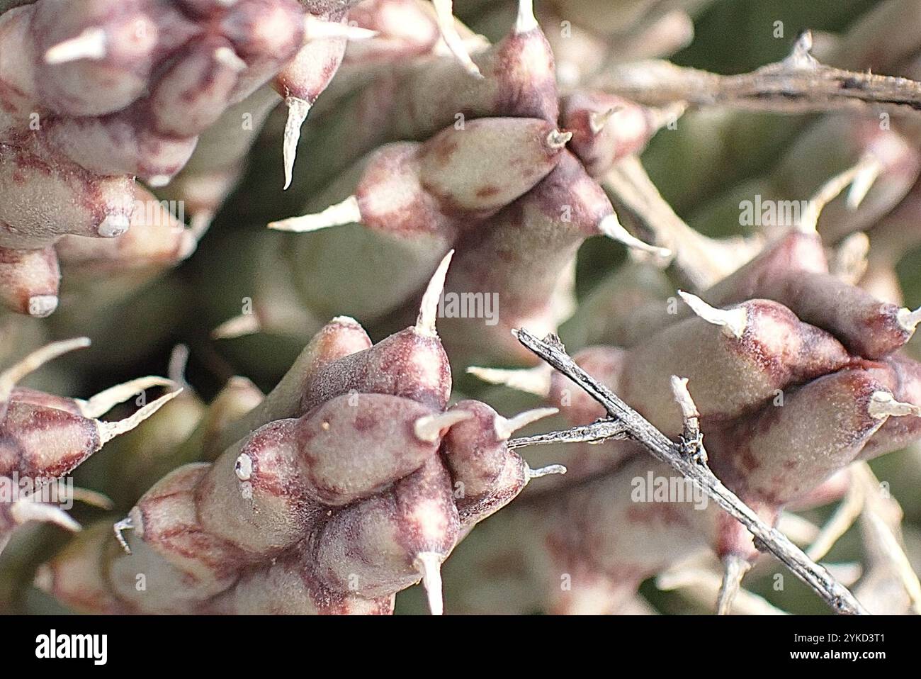 black carrion flower (Tridentea gemmiflora Stock Photo - Alamy