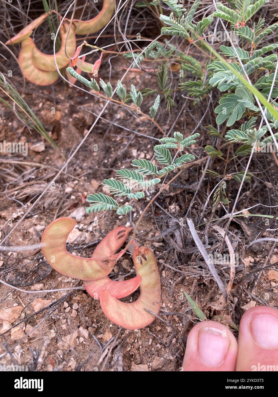 Sicklepod Holdback (Hoffmannseggia drepanocarpa Stock Photo - Alamy